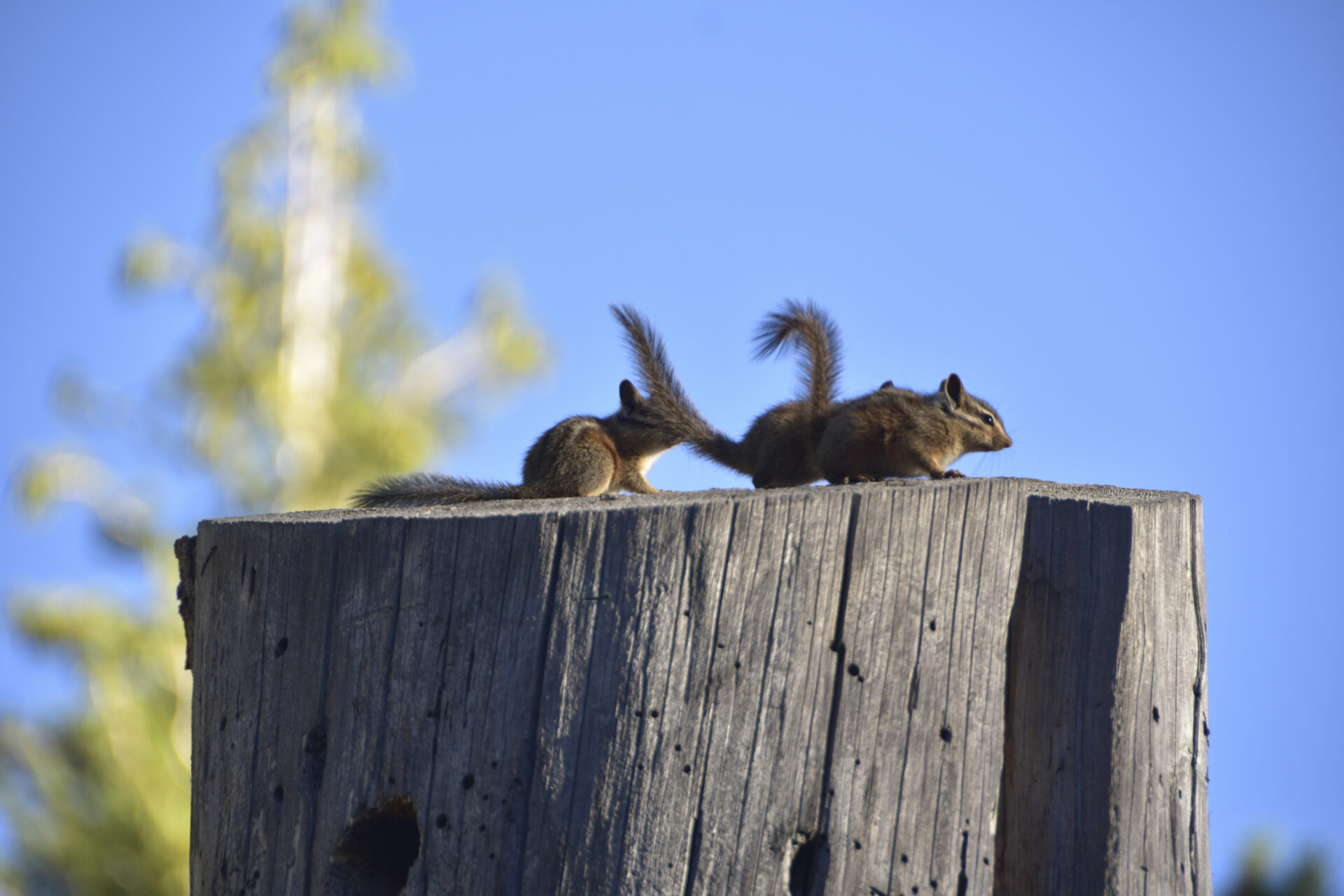 Angora Lakes Resort – South Lake Tahoe – Providing a quality, one-of-a ...